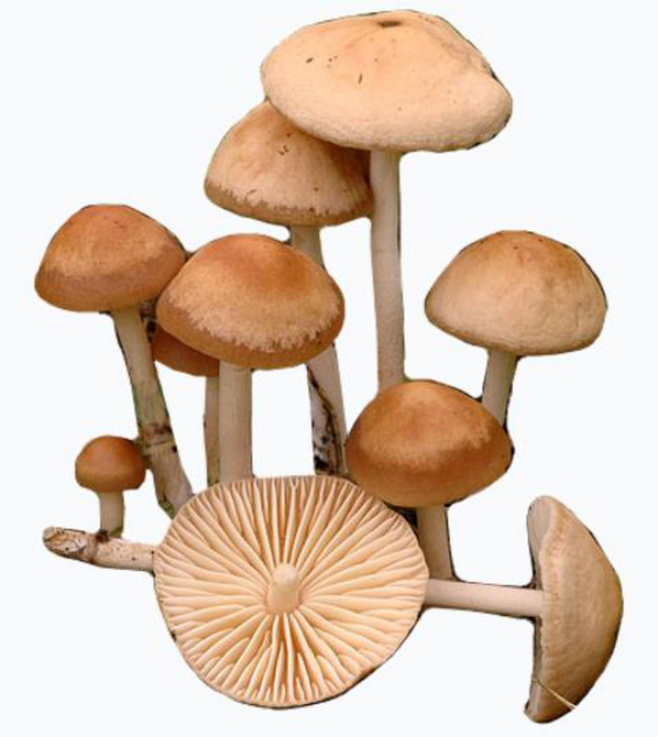 Mousseron Mushrooms in Kilos from Real Foods
