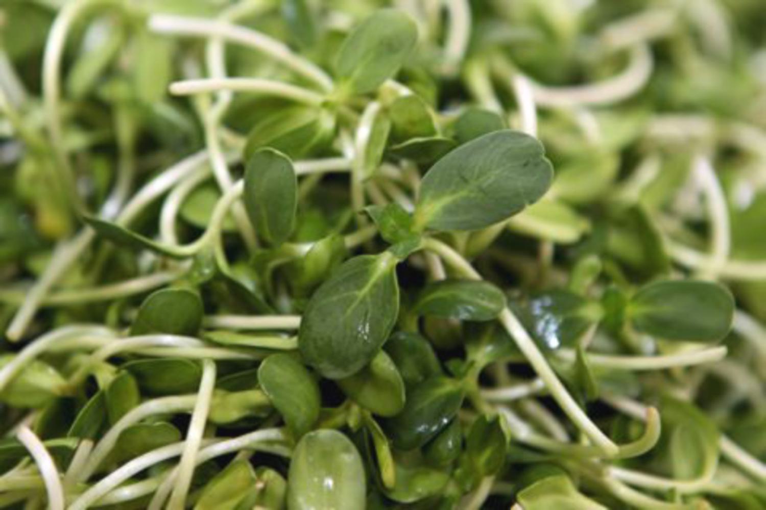 Buy Organic Sunflower Shoots