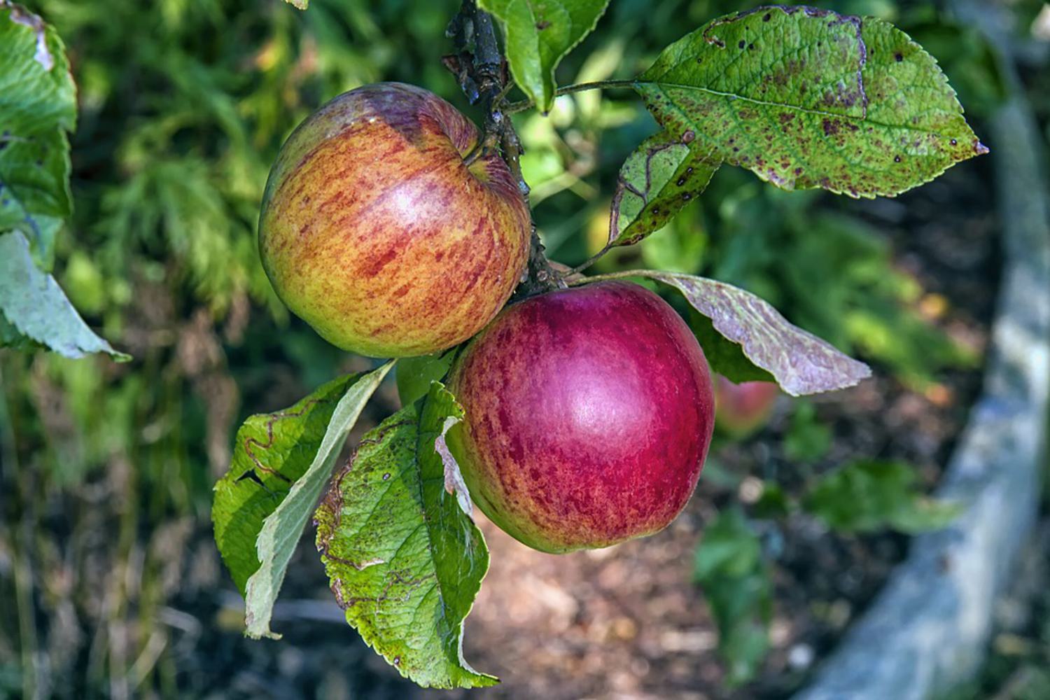 Buy Organic Boskoop Apples