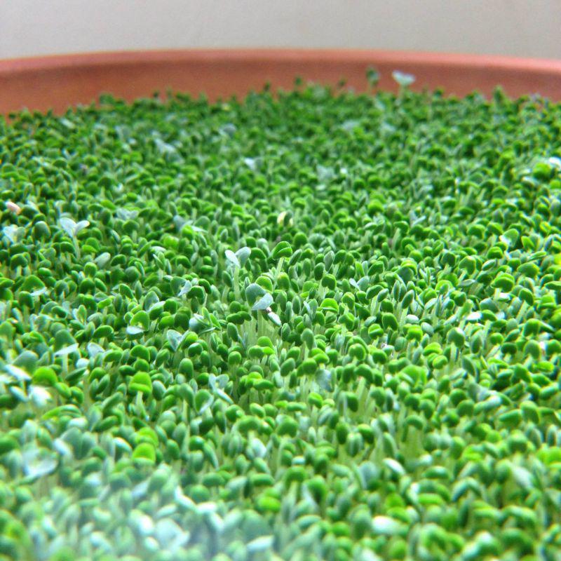 Article | Raw Food explained